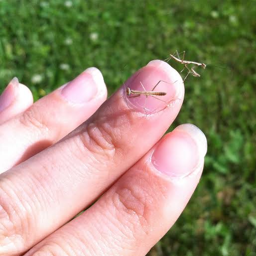 Beneficial Insects: Praying Mantids for Tick Control | Kira's Good Eats ...